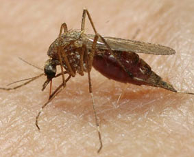 Buy Malaria Tablets Online from UK Pharmacy - Dr Fox